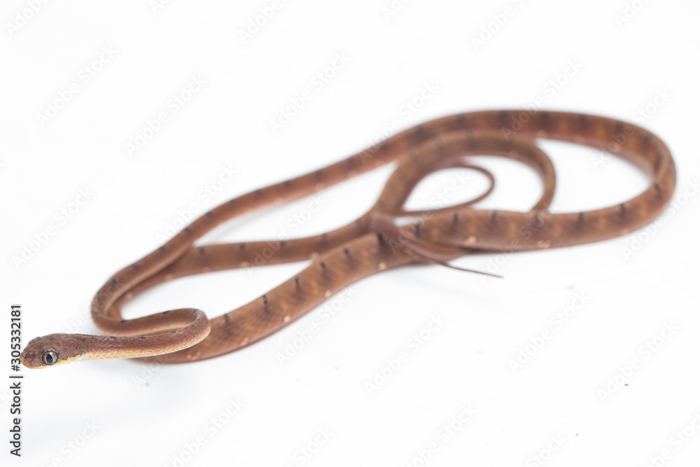 Boiga drapiezii, commonly known as the white-spotted cat snake, is a ...