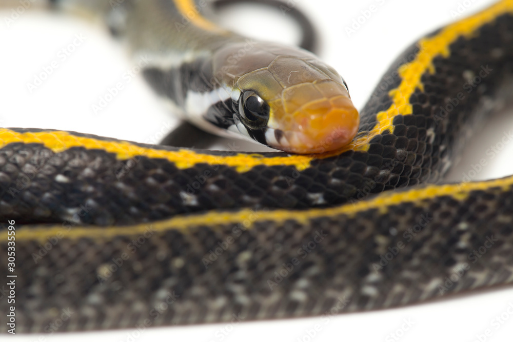 Coelognathus flavolineatus, the black copper rat snake or yellow ...