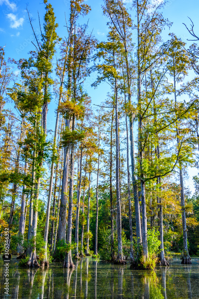 Full view of cypress trees coming out of swamp water Stock Photo ...
