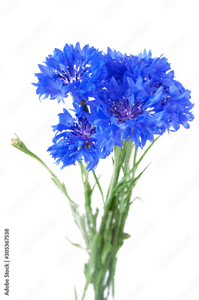 Blue Carnation Flower