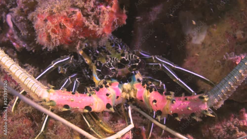 A close up and high detailed shot of a Painted crayfish hiding in the ...