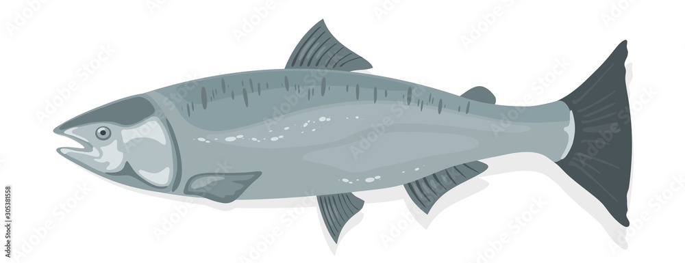 Atlantic salmon with fusiform body and silver-blue sheen. Oily red fish ...