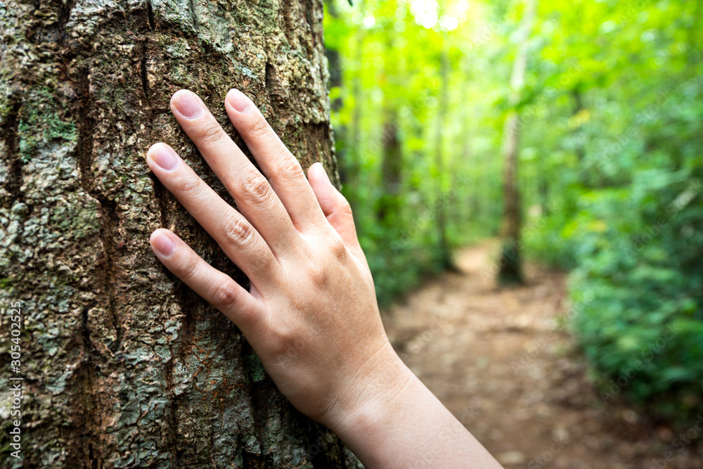 Human hand placed on the tree's trunk with background of dirt route ...