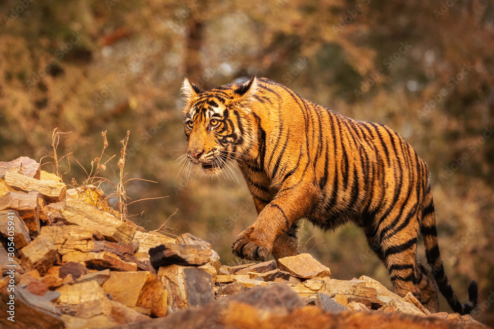 Amazing tiger in the nature habitat. Tigers pose during the golden ...
