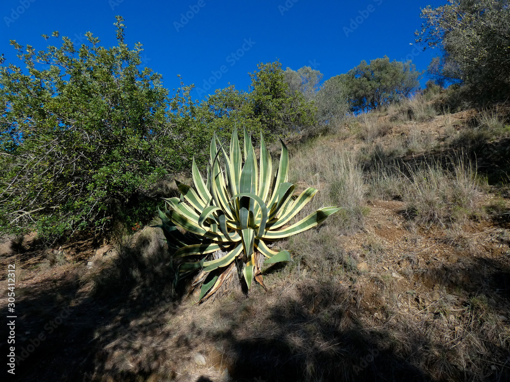 Planta de secano típica mediterránea Stock Photo | Adobe Stock