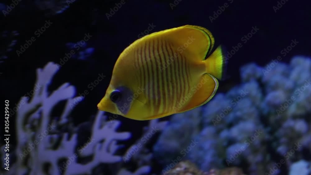 Round yellow fish swims on a blue background in the ocean. Underwater ...