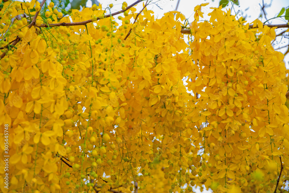 Cassia fistula, Cassia fistula from Thailand country Stock Photo ...