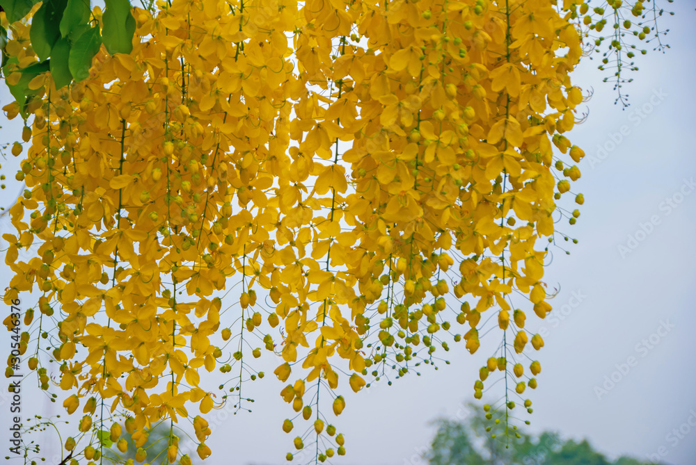 Cassia fistula, Cassia fistula from Thailand country Stock Photo ...
