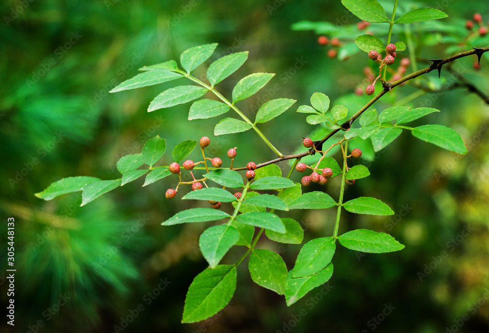 Red fruit of Zanthoxylum americanum, prickly ash, toothache tree ...