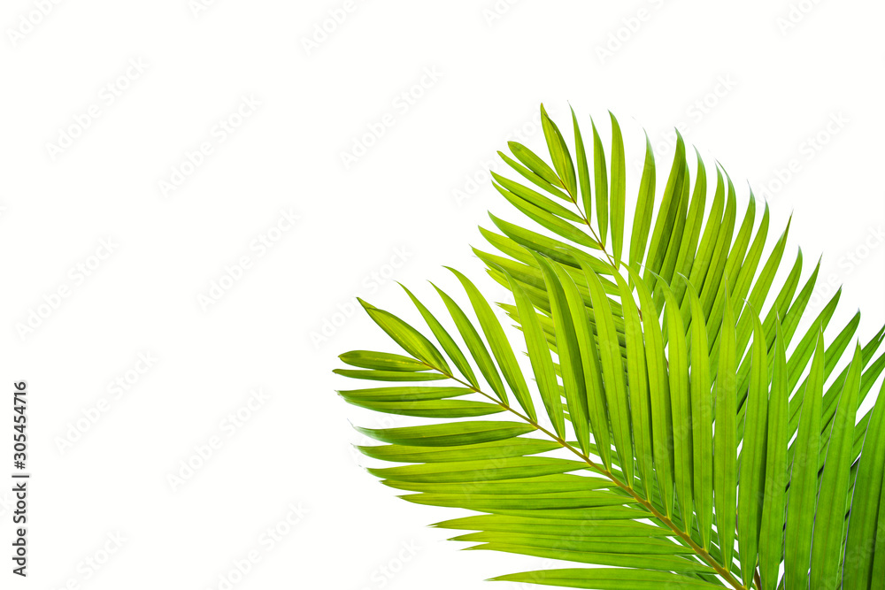 tropical coconut leaf isolated on white background, summer background ...