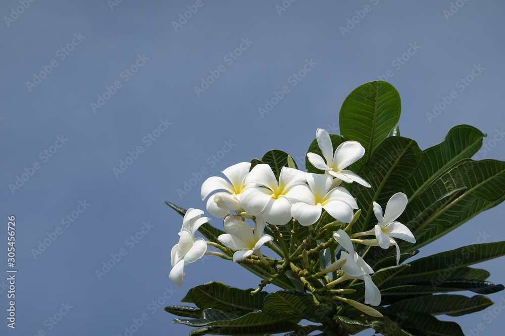 Blue Plumeria Tree