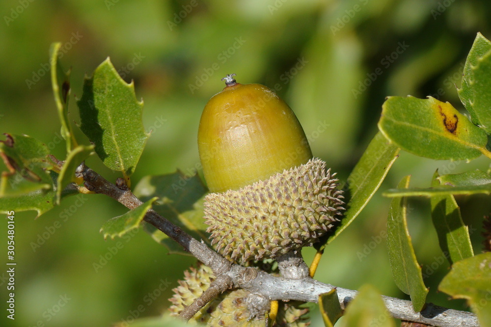 Kermes Oak (Quercus coccifera) Stock Photo | Adobe Stock