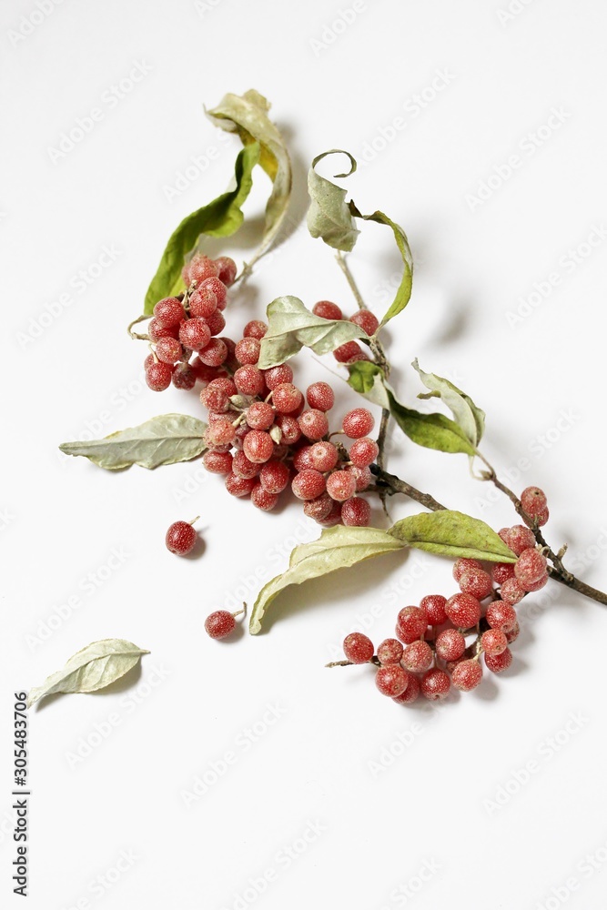 SHEPHERDIA CANADENSIS. buffalo berry. Red sea buckthorn. Stock Photo ...