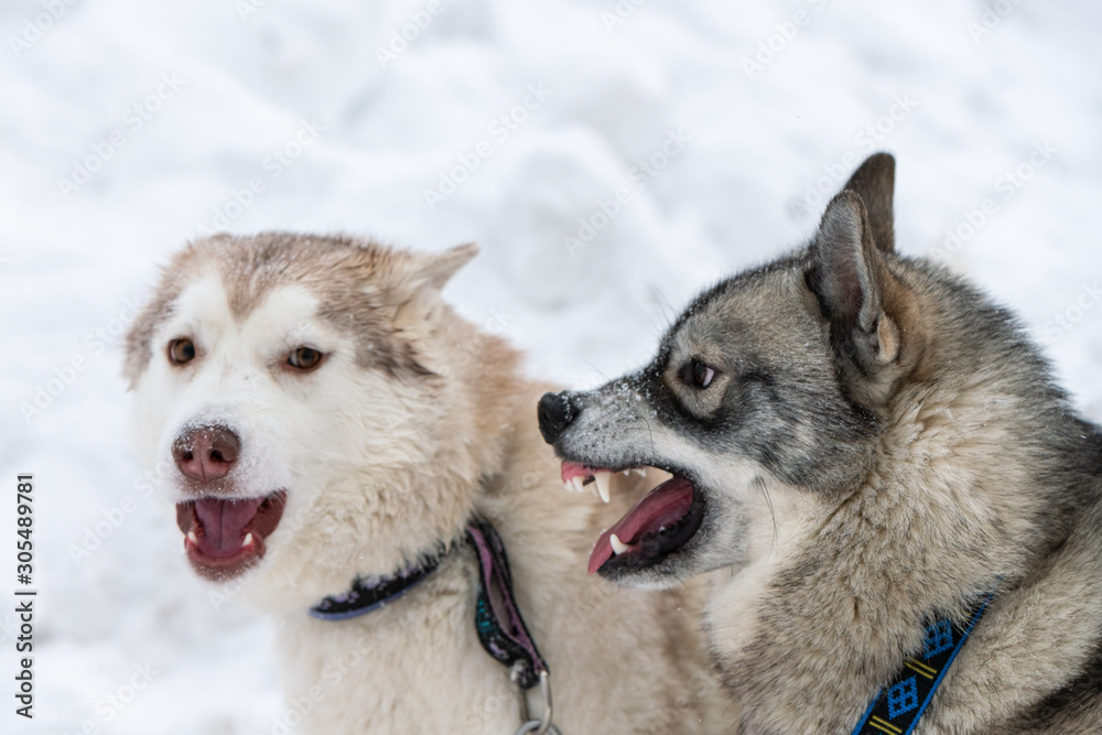 Are Siberian Husky Aggressive