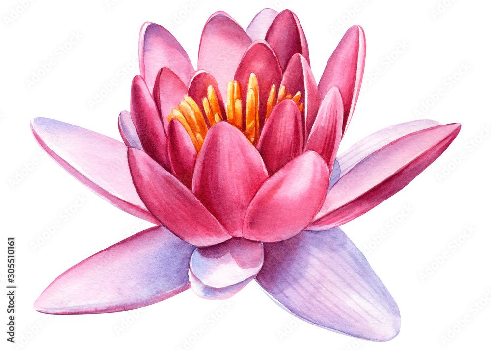 watercolor pink flowers, lotus on a white isolated background, hand ...