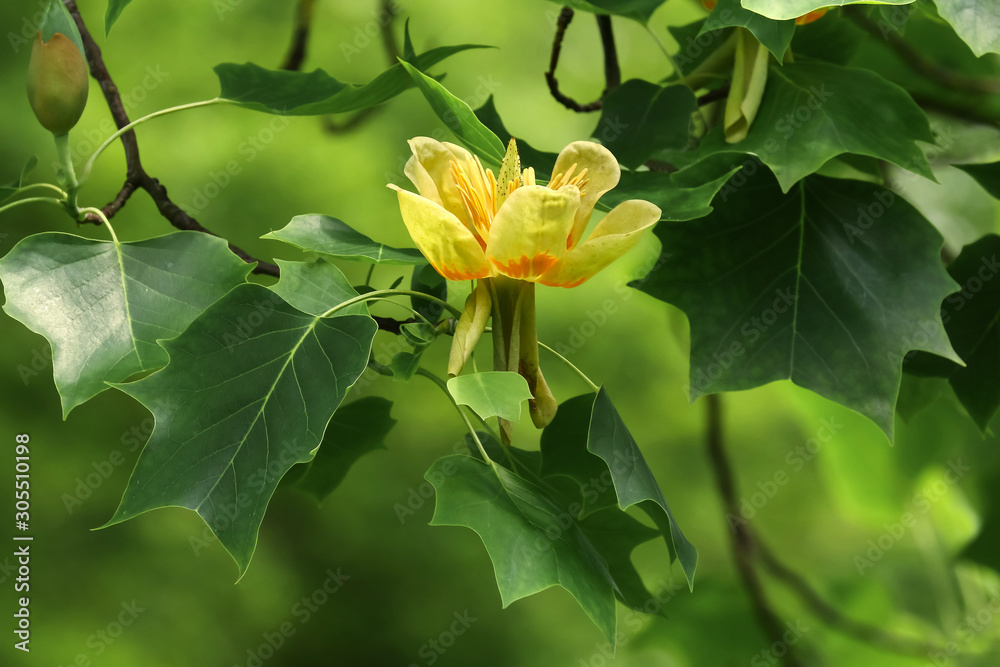 Blute Des Tulpenbaumes