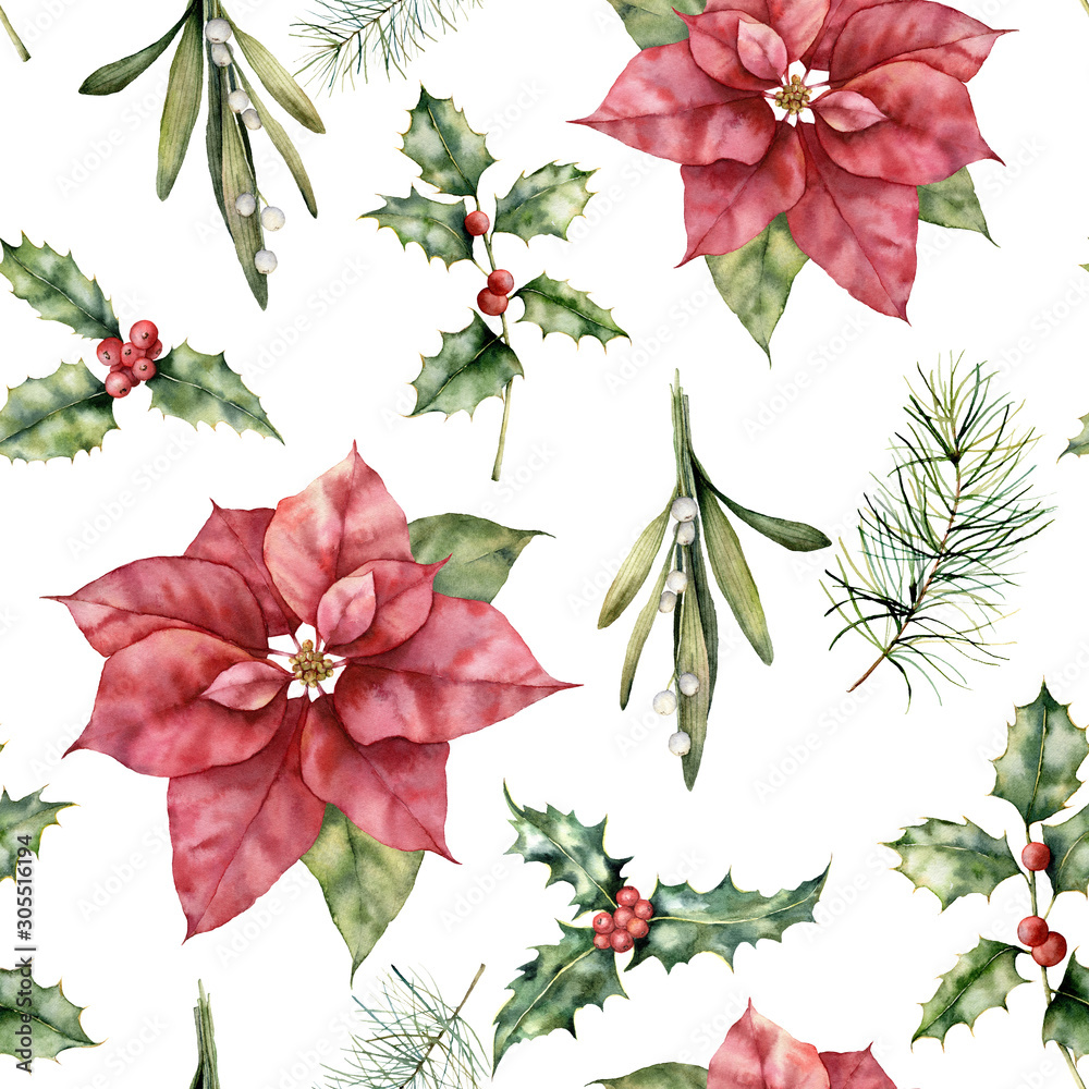 Poinsettia Botanical Drawing