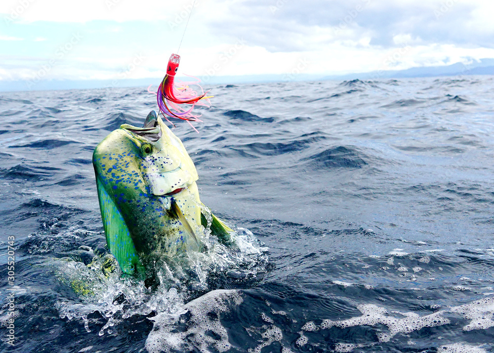 Perfect shot of a male Mahi Mahi or Dolphin fish jumping Stock Photo ...