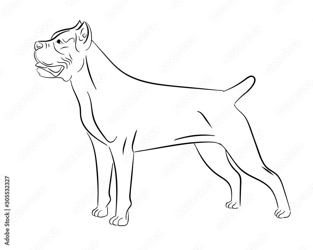 Cane corso dog. Isolated outlined sketch, logo contour vector ...