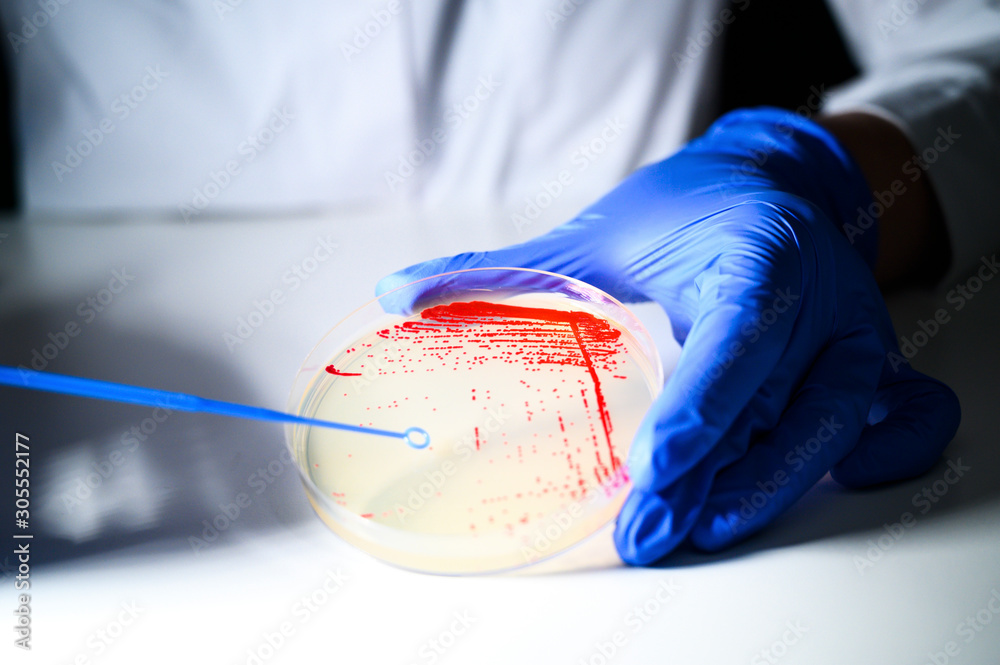 Reasercher picking up colony of a red bacterial culture from agar plate ...