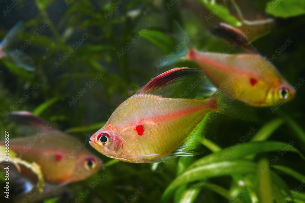active and curious male of bleeding heart tetra, Hyphessobrycon ...