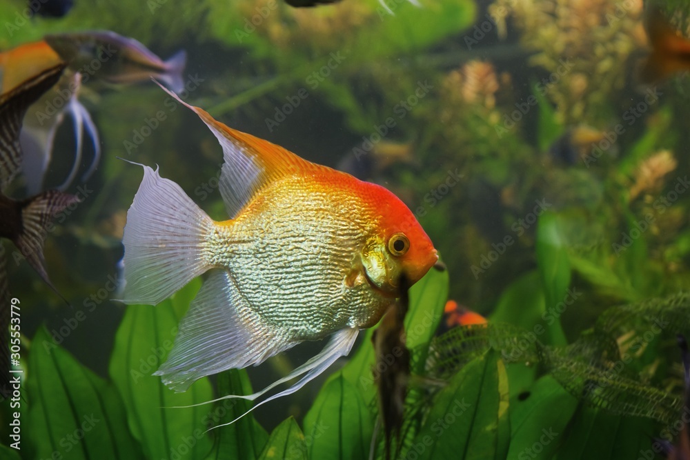 Rare Freshwater Angelfish