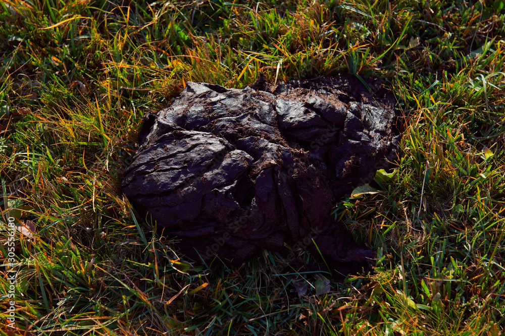 Big fresh pile of cow dung on the grass. Animal feces at the farm ...