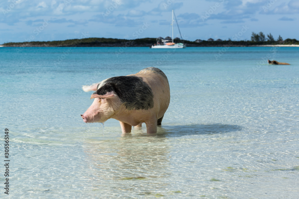 Stockfoto swimming with pigs, Bahamas, Exuma, pig beach | Adobe Stock