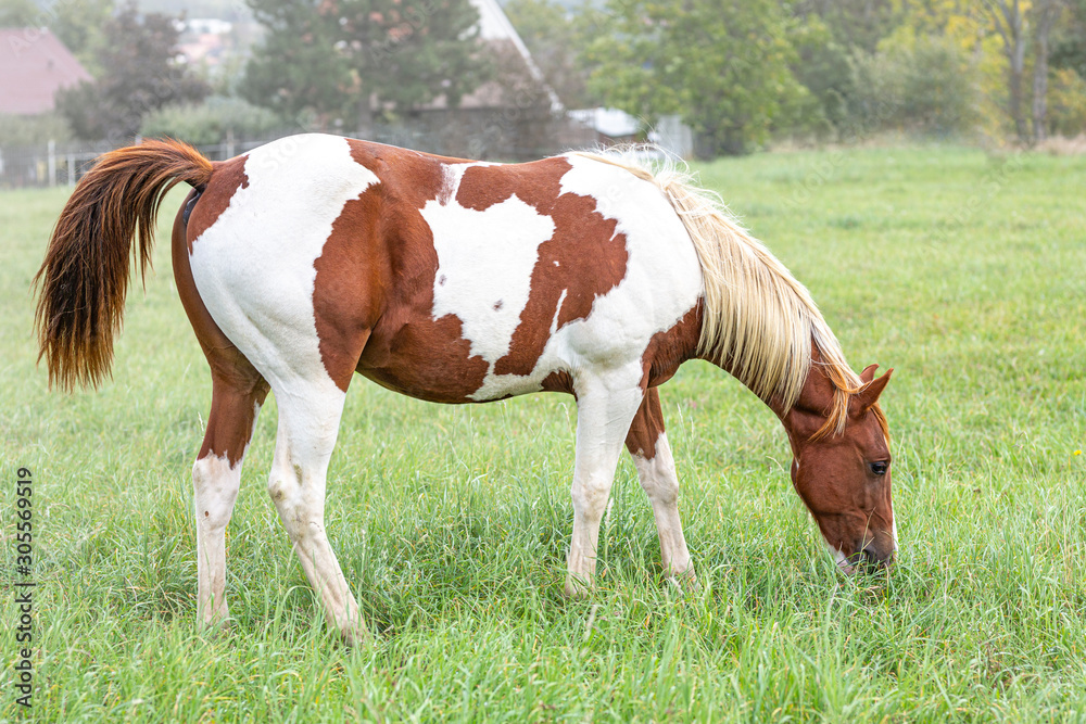 Beautiful Brown And White Horse Beautiful Brown And White Horse