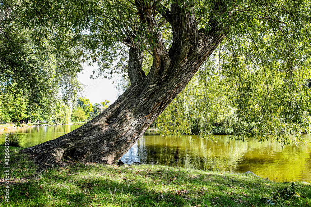 Willow tree over lake in Stromovka park in Prague. Tree leaning over ...