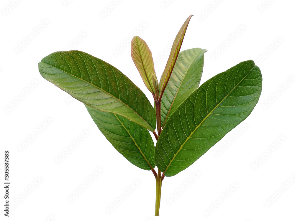 Psidium Guajava Leaves