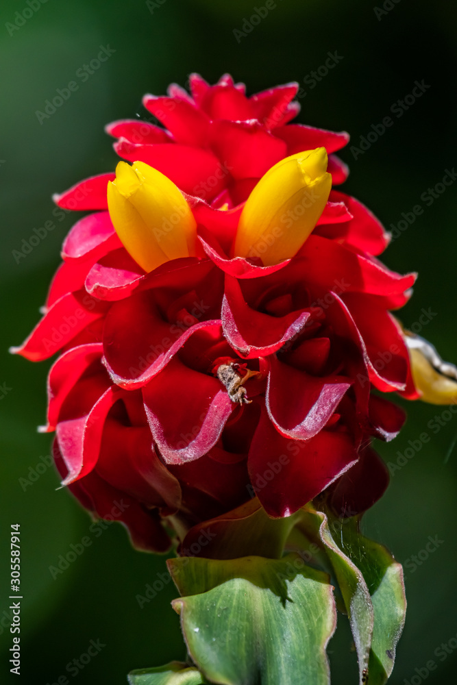 Spiral ginger [Costus barbatus] flower part, the long red inflorescence ...