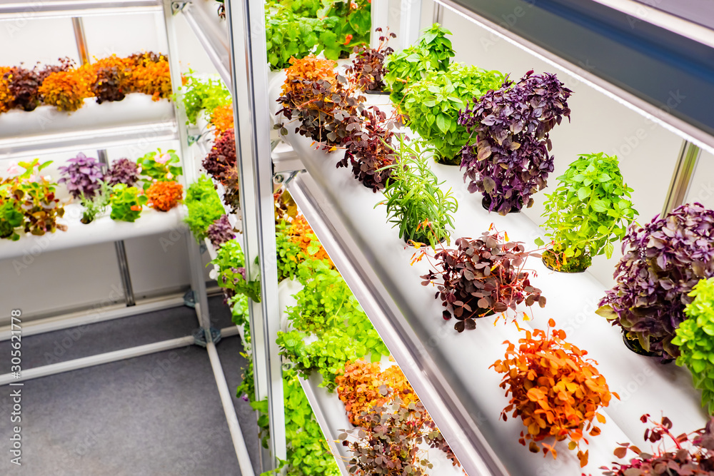 Racks with plants in the laboratory. Experiments with plants in the ...