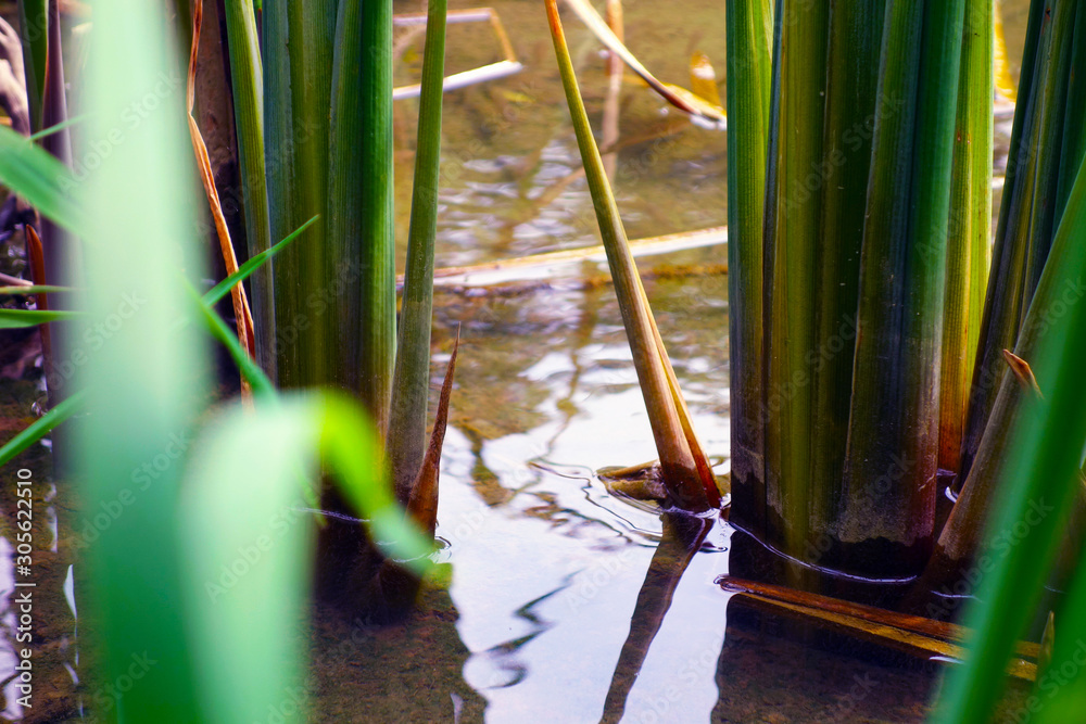 Photo & Art Print Growing bulrush plant near river edge, tonysk
