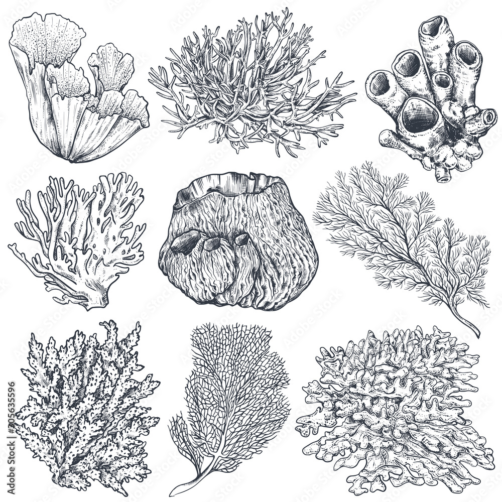 Vector collection of hand drawn ocean plants and coral reef elements ...