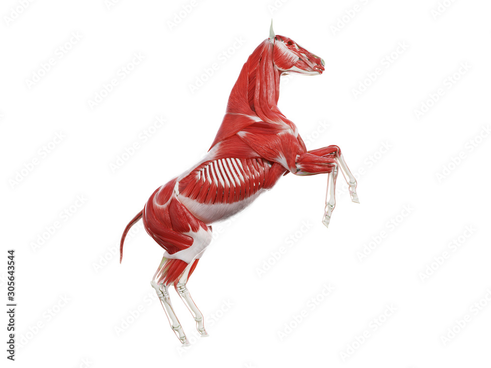3d rendered medically accurate illustration of the equine anatomy - the ...
