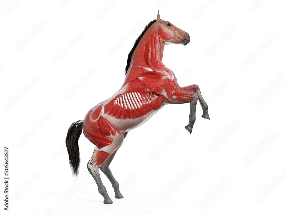 3d rendered medically accurate illustration of the equine anatomy - the ...