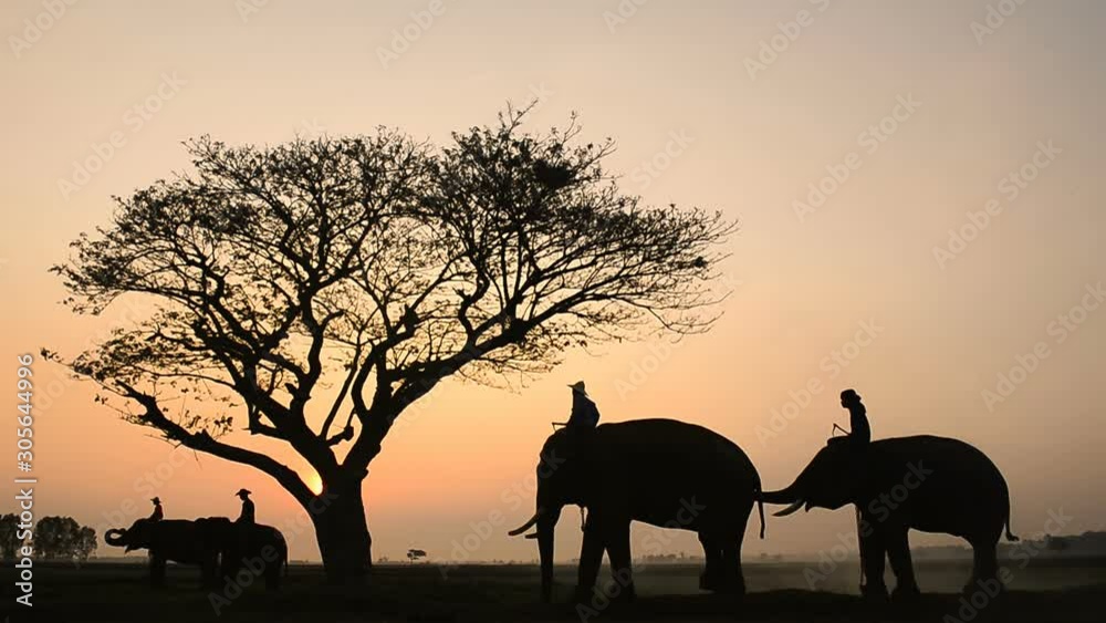 Elephants and caravan of elephant family at Elephant village, surin ...