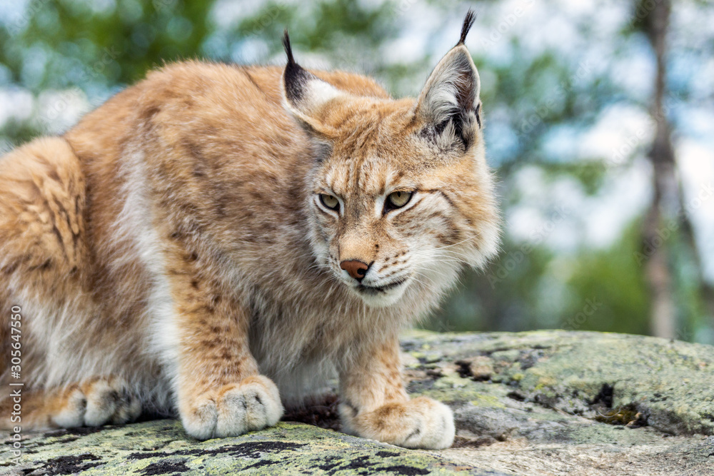 Closeup and detailed animal wildlife portrait of a beautiful eurasian ...