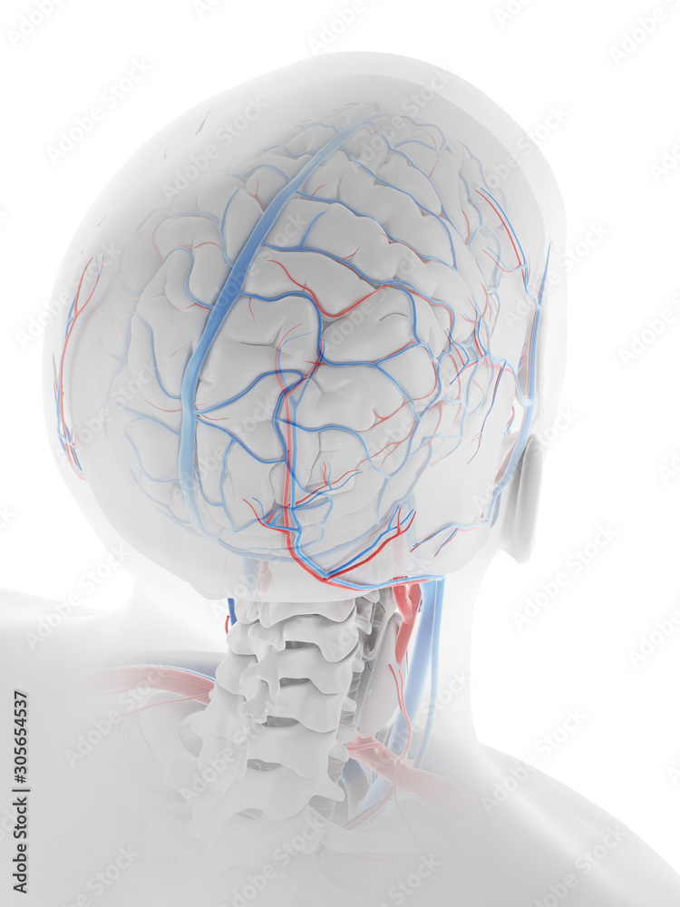 Vascular System Brain