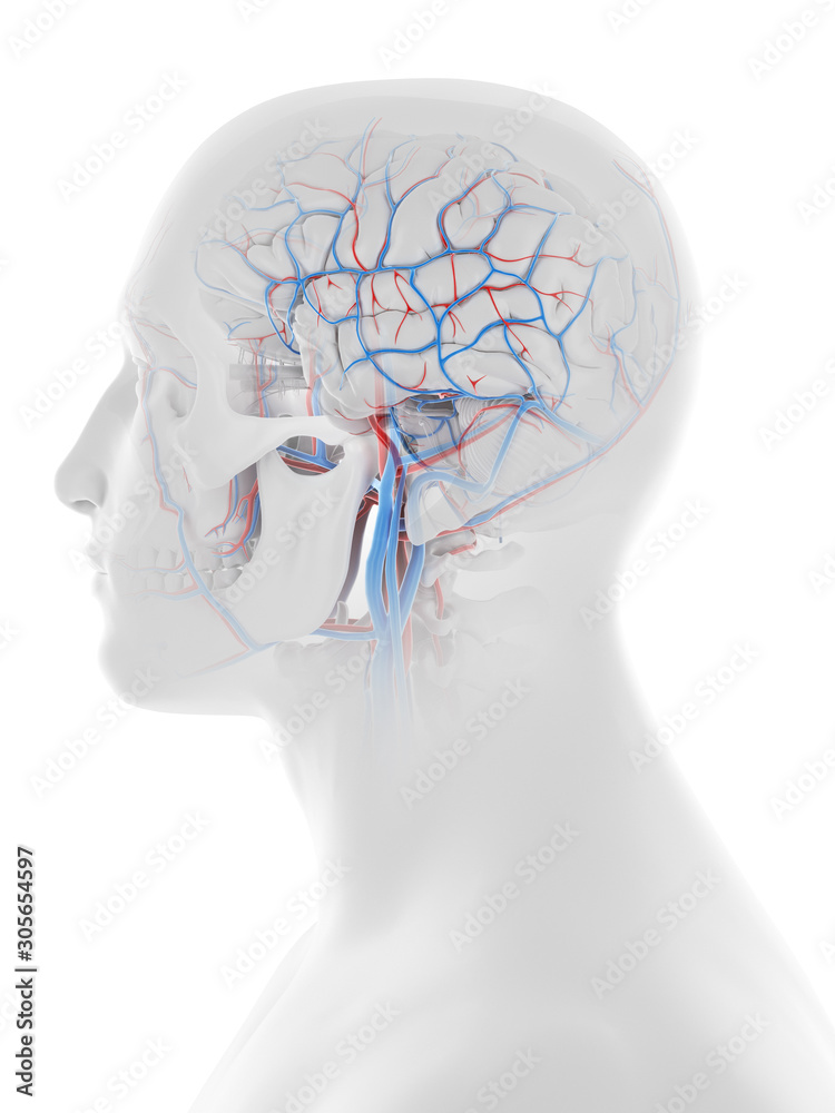 Vascular System Brain