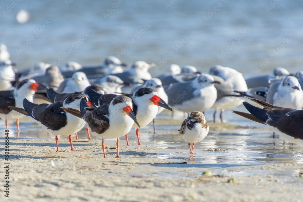 The Black Skimmer (Rynchops niger) is a beautiful Tern-like bird whose ...