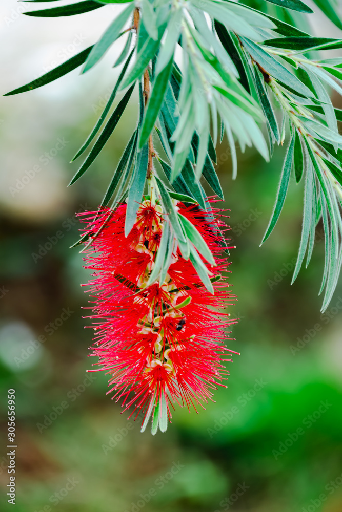 Callistemon citrinus, Melaleuca citrina, crimson plant, bottlebrush ...