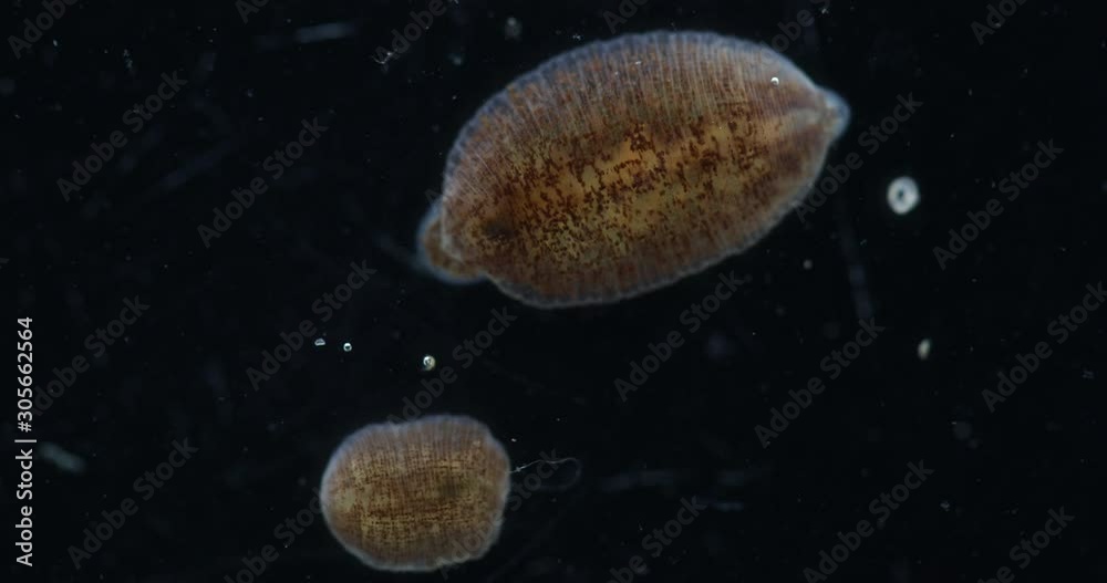 Leeches are segmented worms that belong to the phylum Annelida and ...