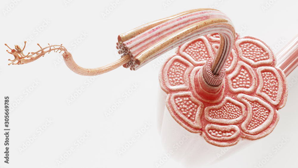 Cross section through a muscle with visible muscle fibers ...