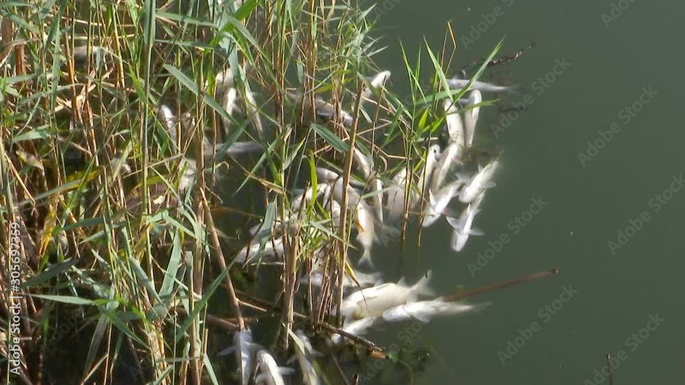Poisoned Fish in the River / Fish poisoning caused by discharge of ...