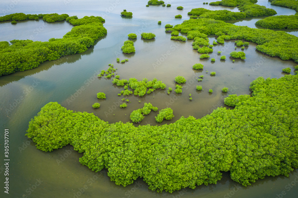 Senegal Mangroves. Aerial view of mangrove forest in the Saloum Delta ...