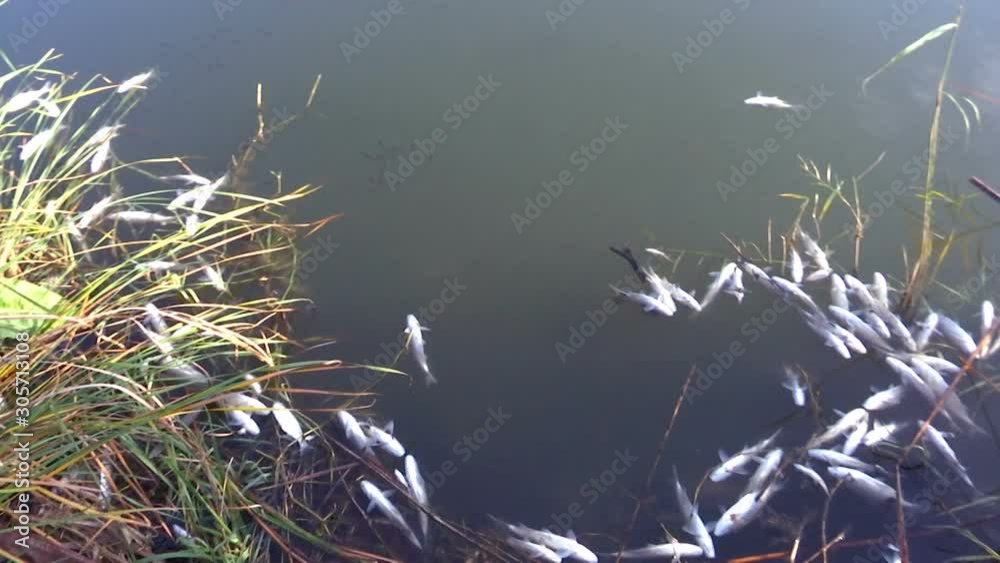 Massive Poisoning of Fish in the River / Fish poisoning caused by ...