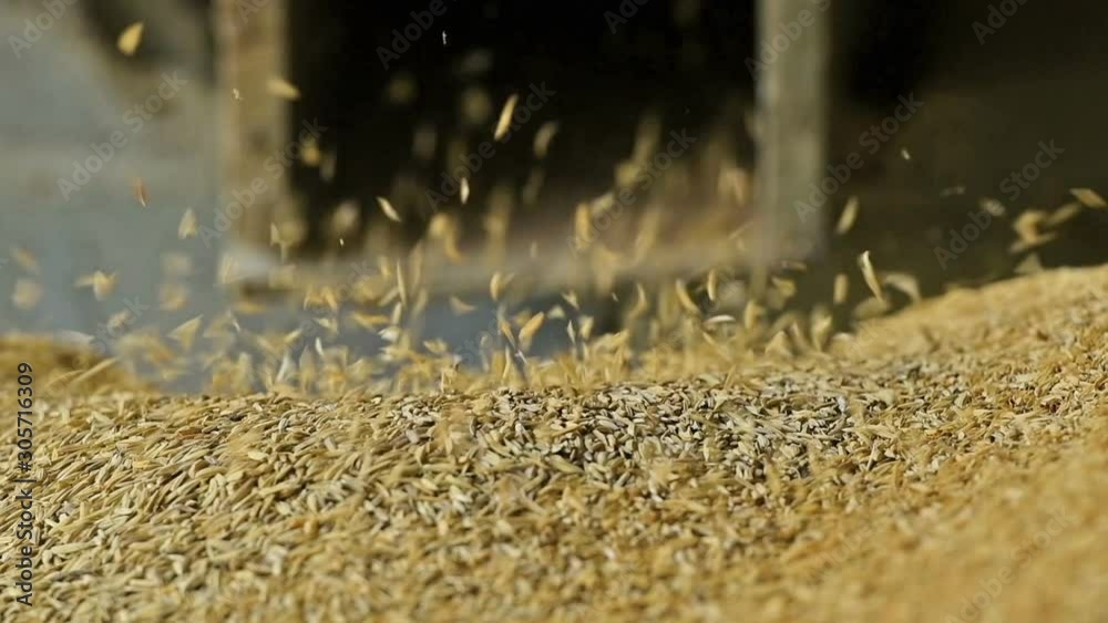 Video „Husk from Rice milling machine during work.Rice husks used for ...