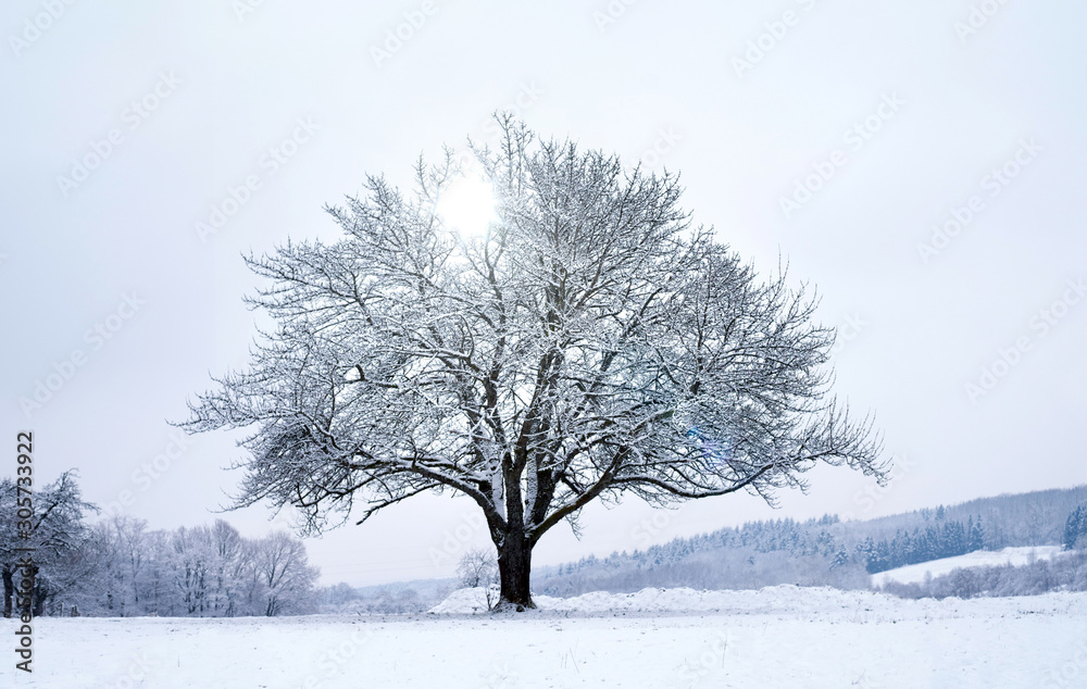 Frozen tree in the field. Snowy mountains on background. Icy cold ...